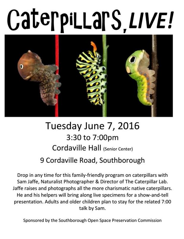 Caterpillar Lab for kids and adults - June 7th (Updated) - My Southborough