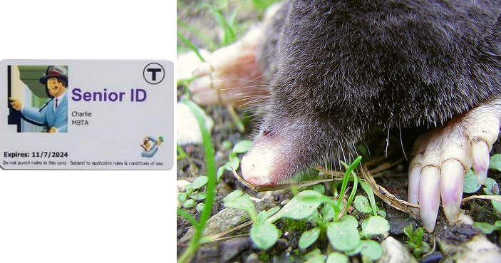 Events this week: Senior Charlie Cards, Underground Mammals, high ...