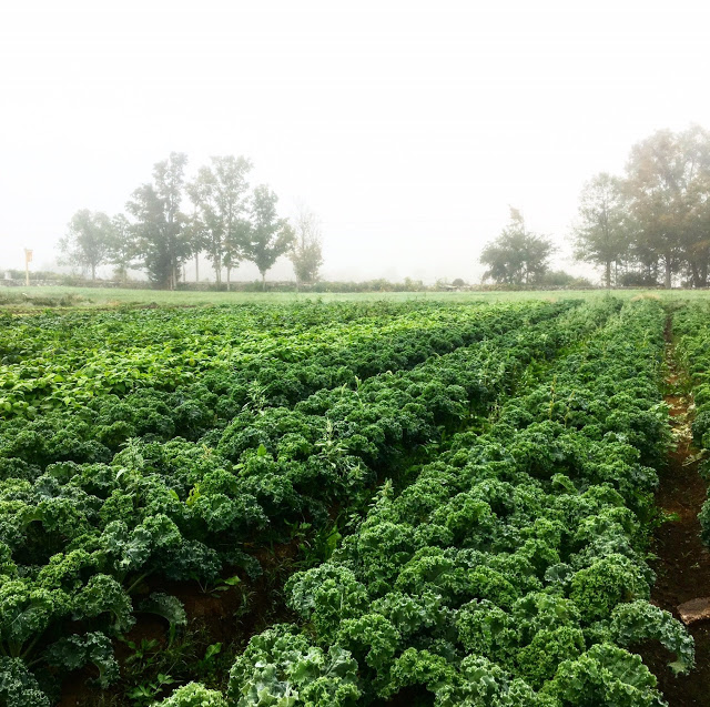 Chestnut Hill Farm expanding by 39 acres thanks to generous family (and ...