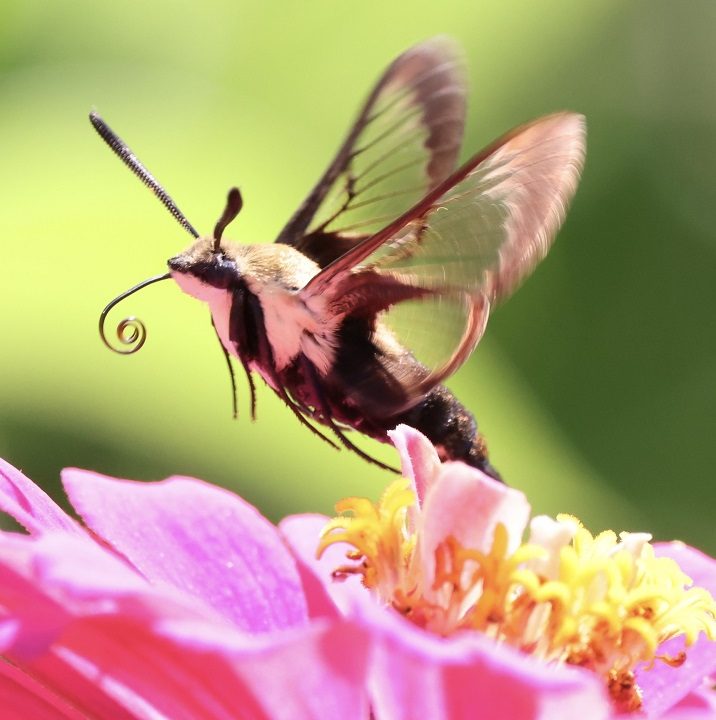 Photos: SVT Nature Sightings - My Southborough