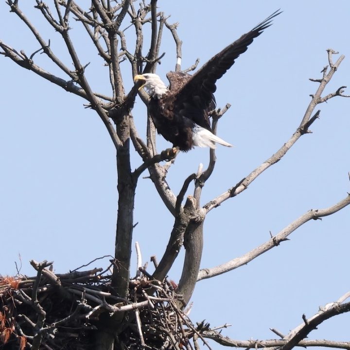 Photos: SVT Nature Sightings - My Southborough