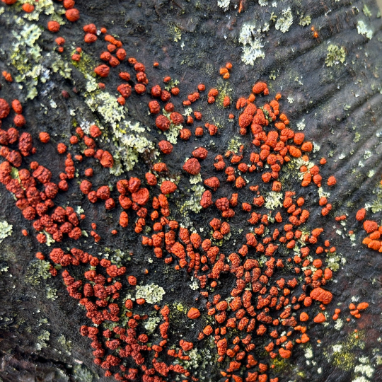 SOLF Presents: Orange Hobnail Canker - My Southborough